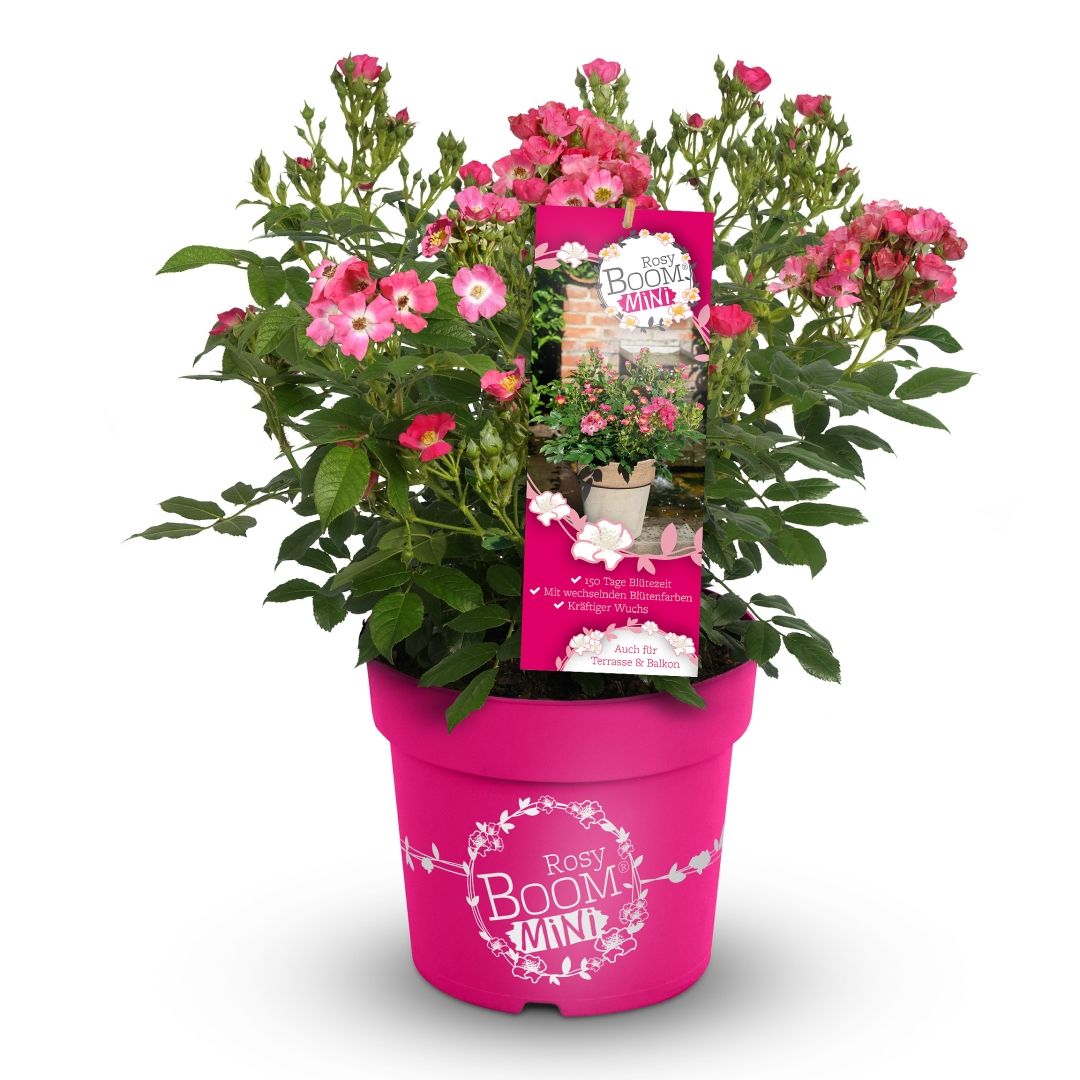 Strauchrose Rosy Boom® Mini® - Rosa Rosy Boom® Mini® günstig kaufen