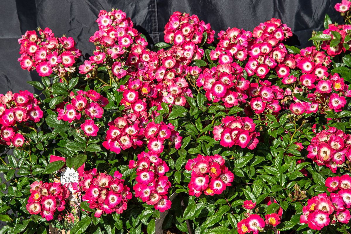 Strauchrose Rosy Boom® Mini® - Rosa Rosy Boom® Mini® günstig kaufen