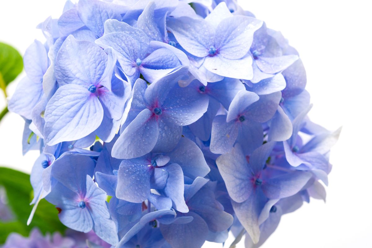 Bauernhortensie Nicco Blue Ball - Hydrangea macrophylla Nicco Blue Ball ...