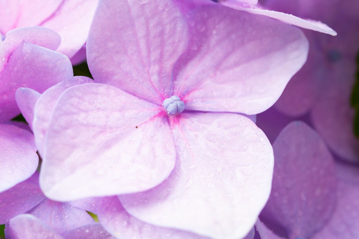 Bauernhortensie Nicco Blue Ball - Hydrangea macrophylla Nicco Blue Ball ...