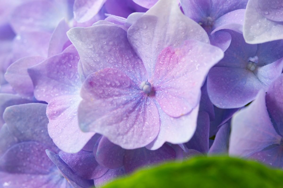 Bauernhortensie Nicco Blue Ball - Hydrangea macrophylla Nicco Blue Ball ...