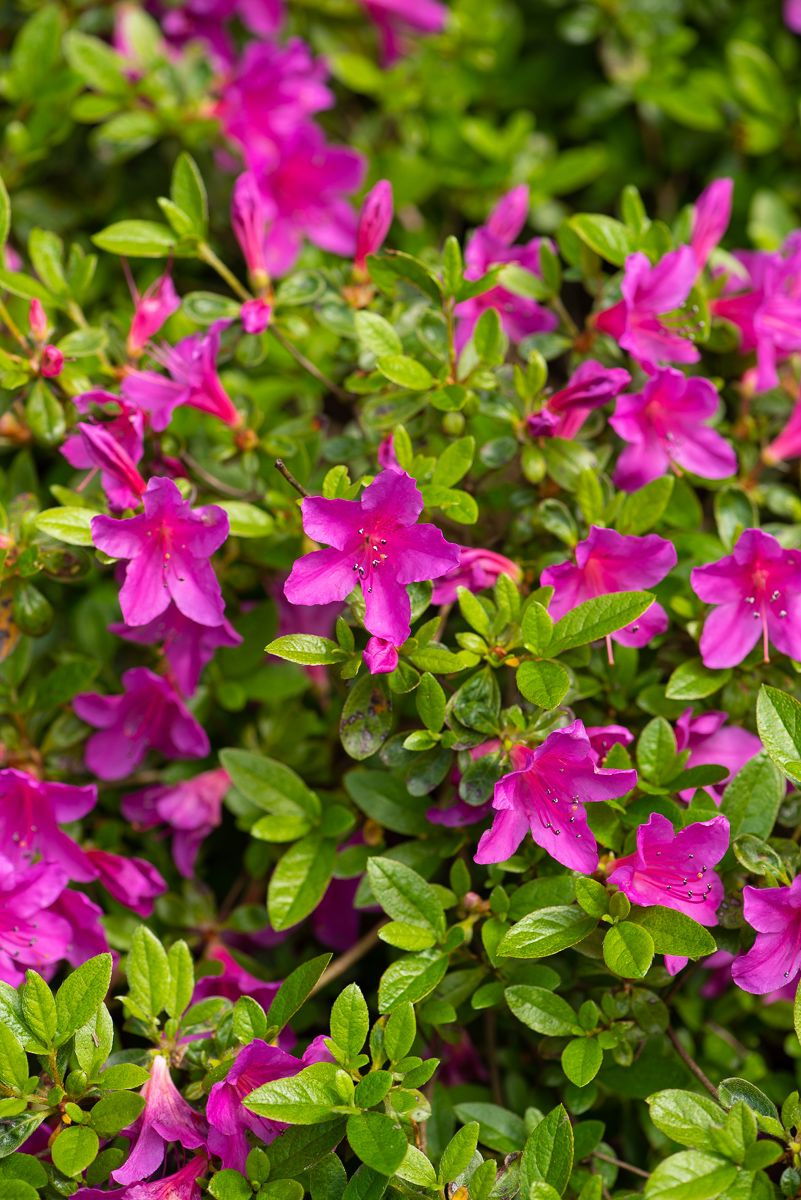 Immergrüne Zwerg Azalee Kakadu - Rhododendron nakaharai Kakadu günstig ...