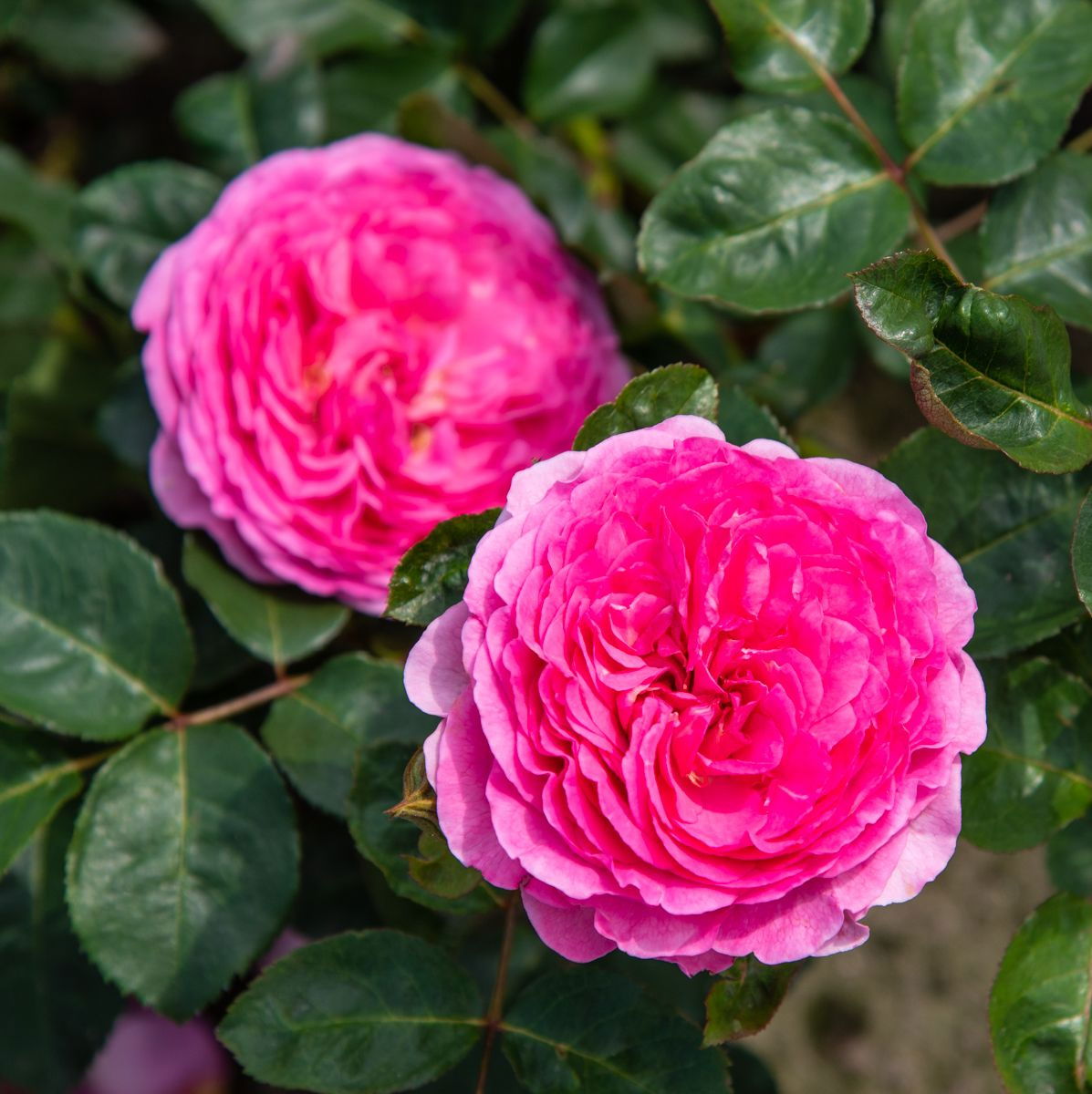 Rose Renee van Wegberg - Rosa Renee van Wegberg günstig kaufen