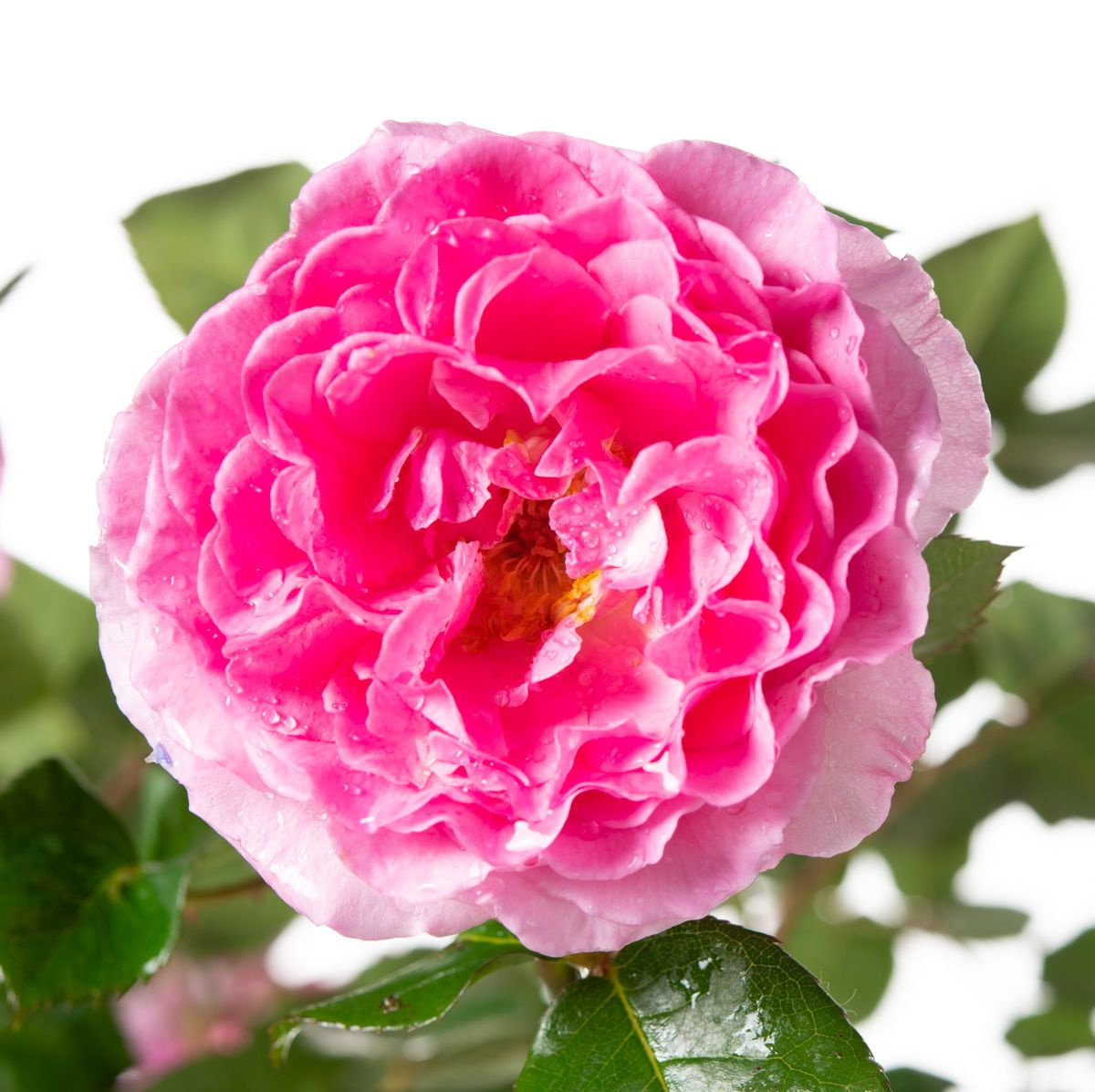 Rose Renee van Wegberg - Rosa Renee van Wegberg günstig kaufen