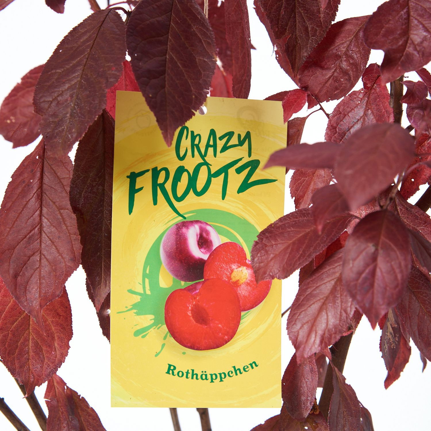 Pflaume Giant - Prunus domestica Giant CAC günstig kaufen