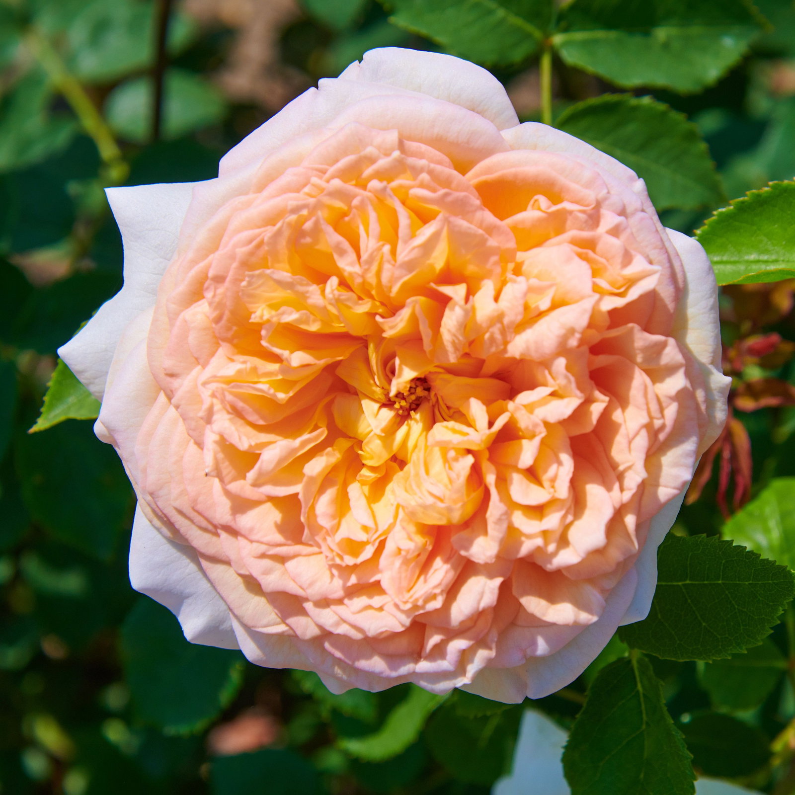Rosa Bathsheba - Rosa Bathsheba günstig kaufen