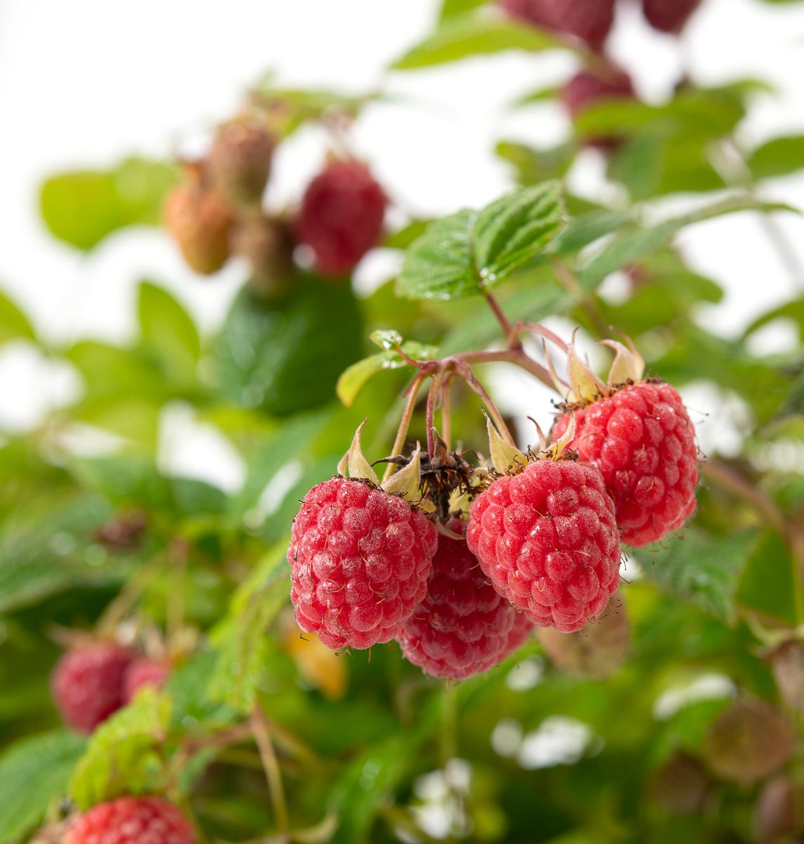 Himbeere 'BrazelBerry® Raspberry Shortcake®' - Rubus idaeus ...