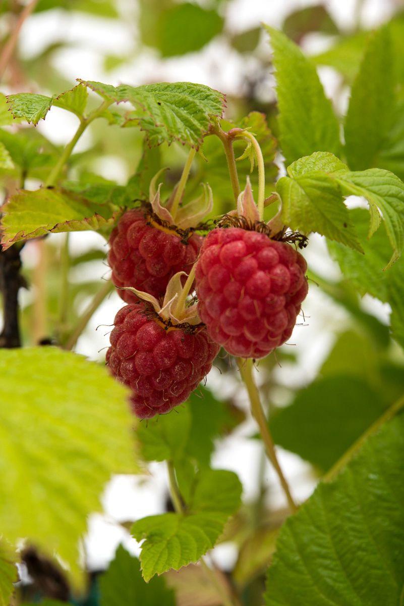 Himbeere 'BrazelBerry® Raspberry Shortcake®' - Rubus idaeus ...