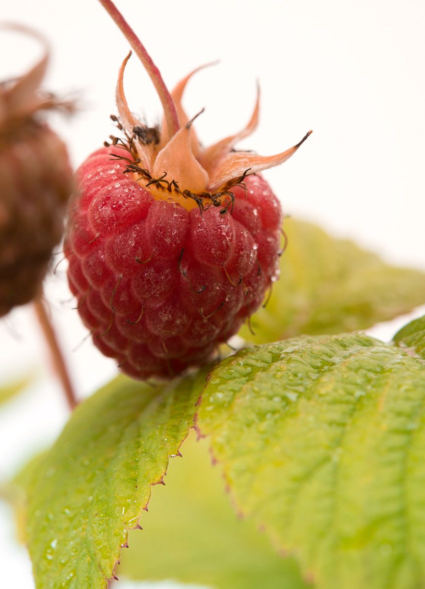 Himbeere 'BrazelBerry® Raspberry Shortcake®' - Rubus idaeus ...