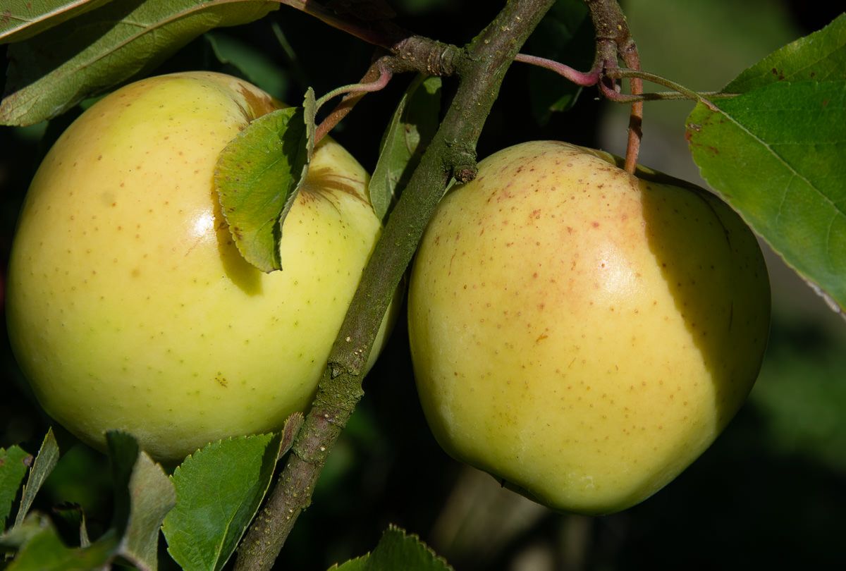 Apfel Golden Delicious - Malus Golden Delicious günstig kaufen