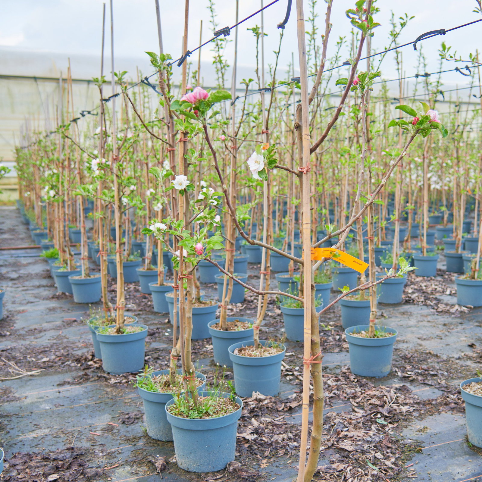Apfel Golden Delicious - Malus Golden Delicious günstig kaufen