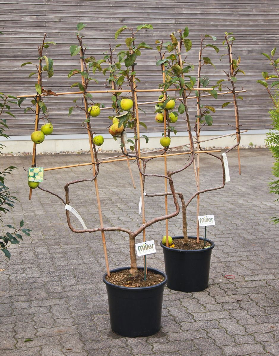 Apfel Golden Delicious - Malus Golden Delicious günstig kaufen