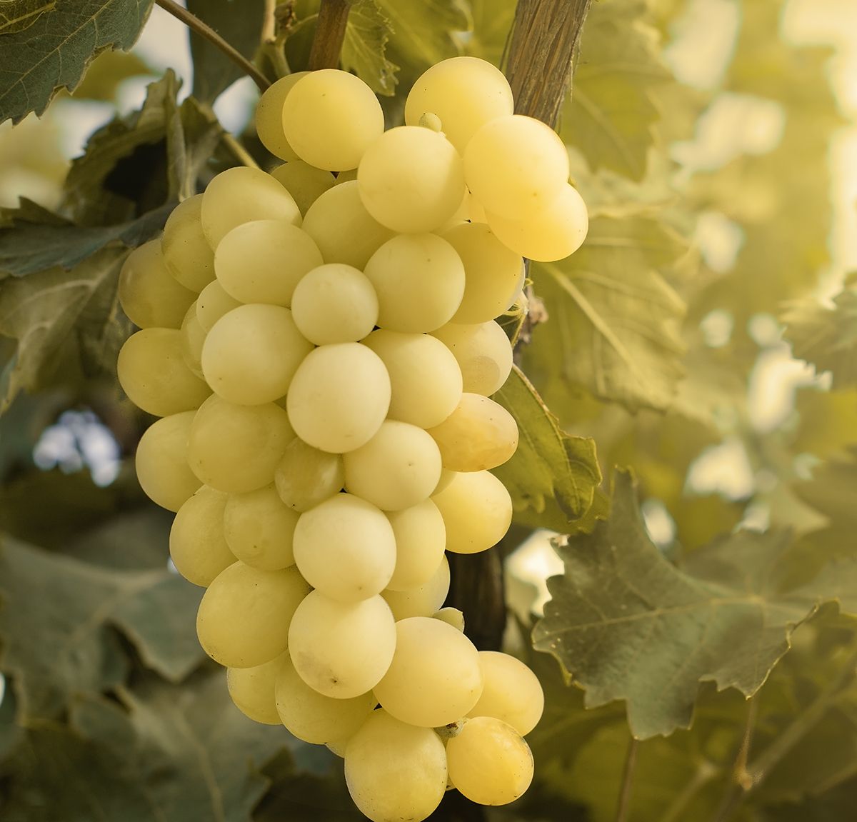 Bio Weinrebe Muscat Weiß - Bio Vitis Muscat Weiß günstig kaufen