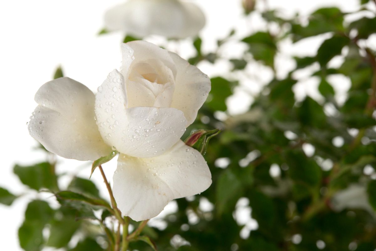 Kleinstrauchrose Bounty ® - Rosa Bounty günstig kaufen