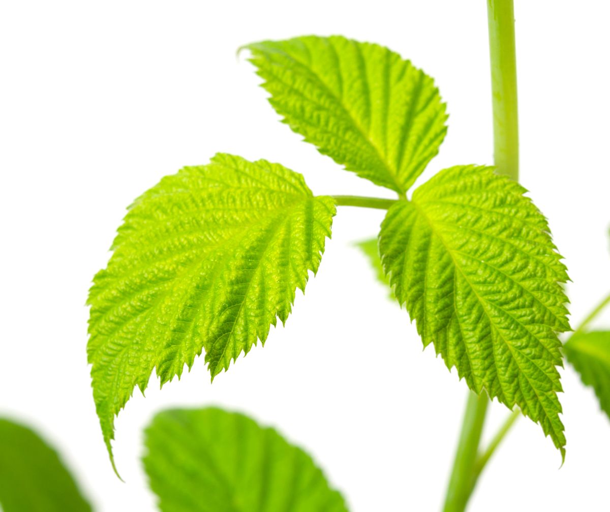 Himbeere Glen Dee - Rubus idaeus Glen Dee günstig kaufen