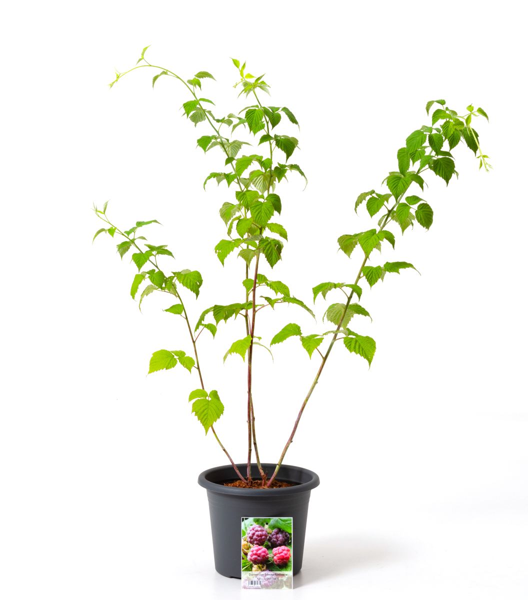 Himbeere Glen Dee - Rubus idaeus Glen Dee günstig kaufen