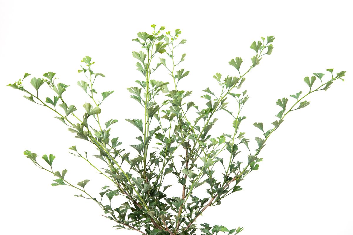 Fächerblattbaum Little Emperor® - Ginkgo biloba Little Emperor® günstig ...