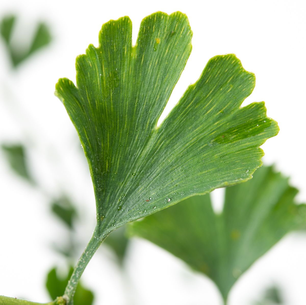 Fächerblattbaum Little Emperor® - Ginkgo biloba Little Emperor® günstig ...