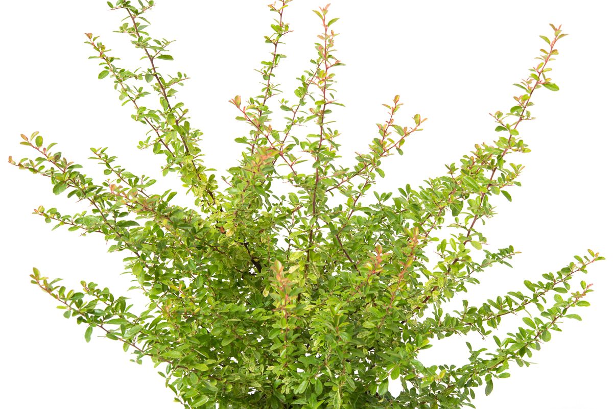 Feuerdorn Red Column - Pyracantha Red Column günstig kaufen