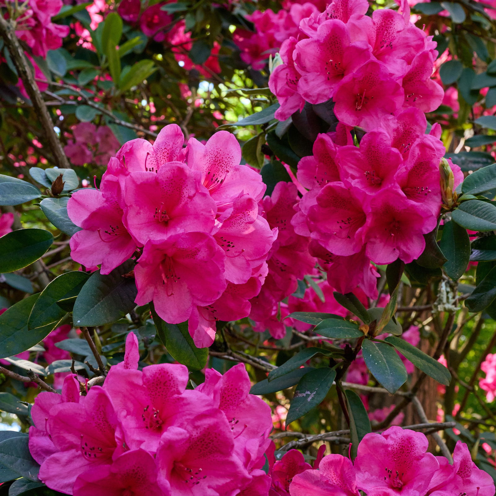 Rhododendron Anna Rose Whitney - Rhododendron hybride Anna Rose Whitney ...
