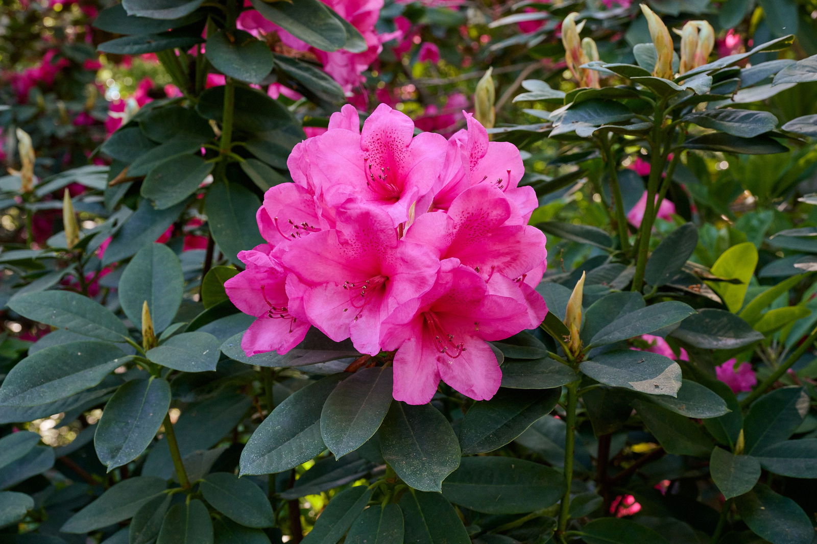 Rhododendron Anna Rose Whitney - Rhododendron hybride Anna Rose Whitney ...