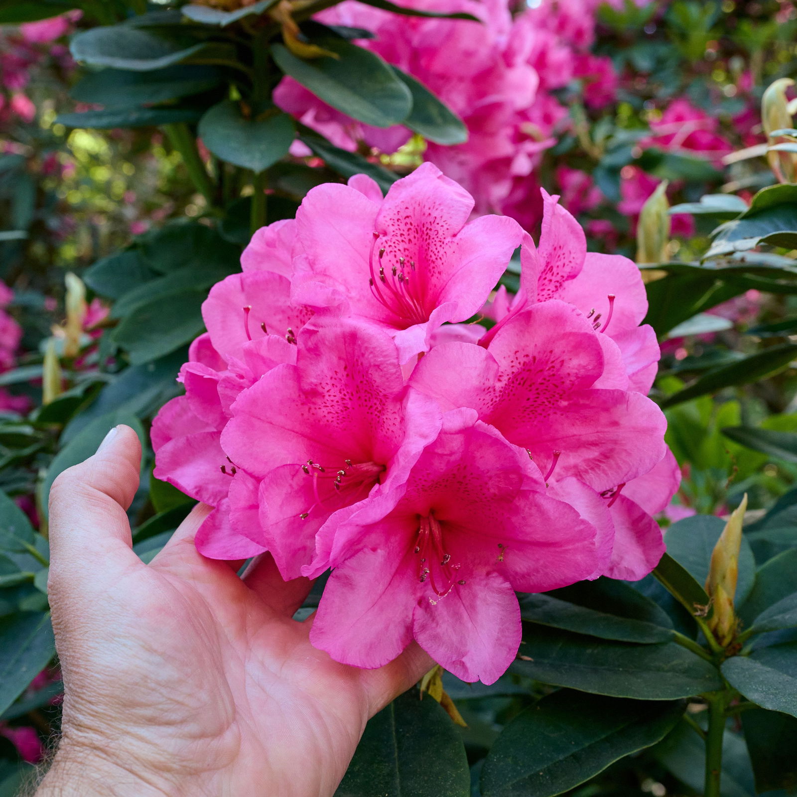 Rhododendron Anna Rose Whitney - Rhododendron hybride Anna Rose Whitney ...