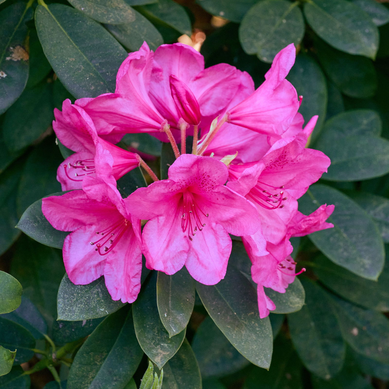 Rhododendron Anna Rose Whitney - Rhododendron hybride Anna Rose Whitney ...