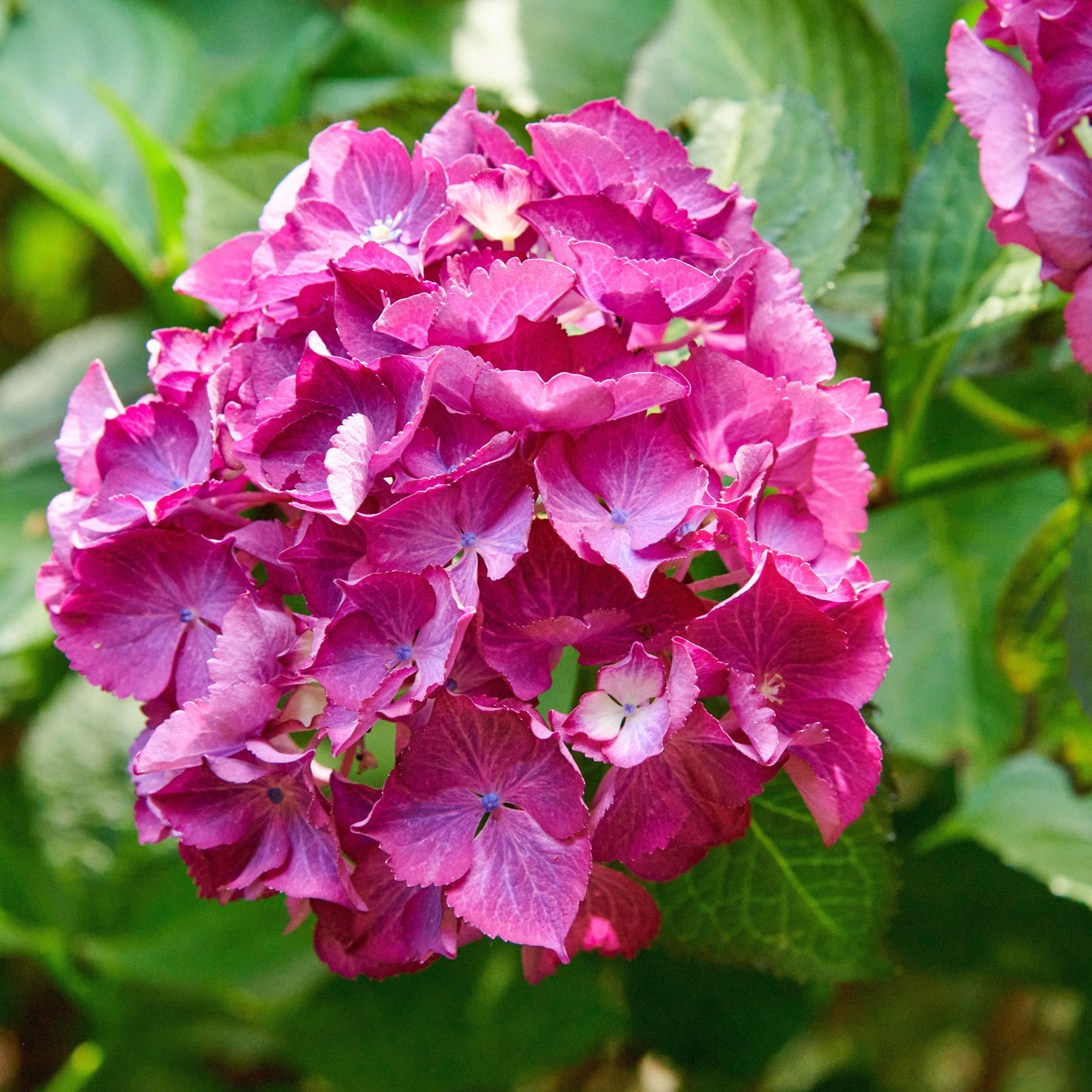 Hortensie Selma - Hydrangea macrophylla Selma günstig kaufen
