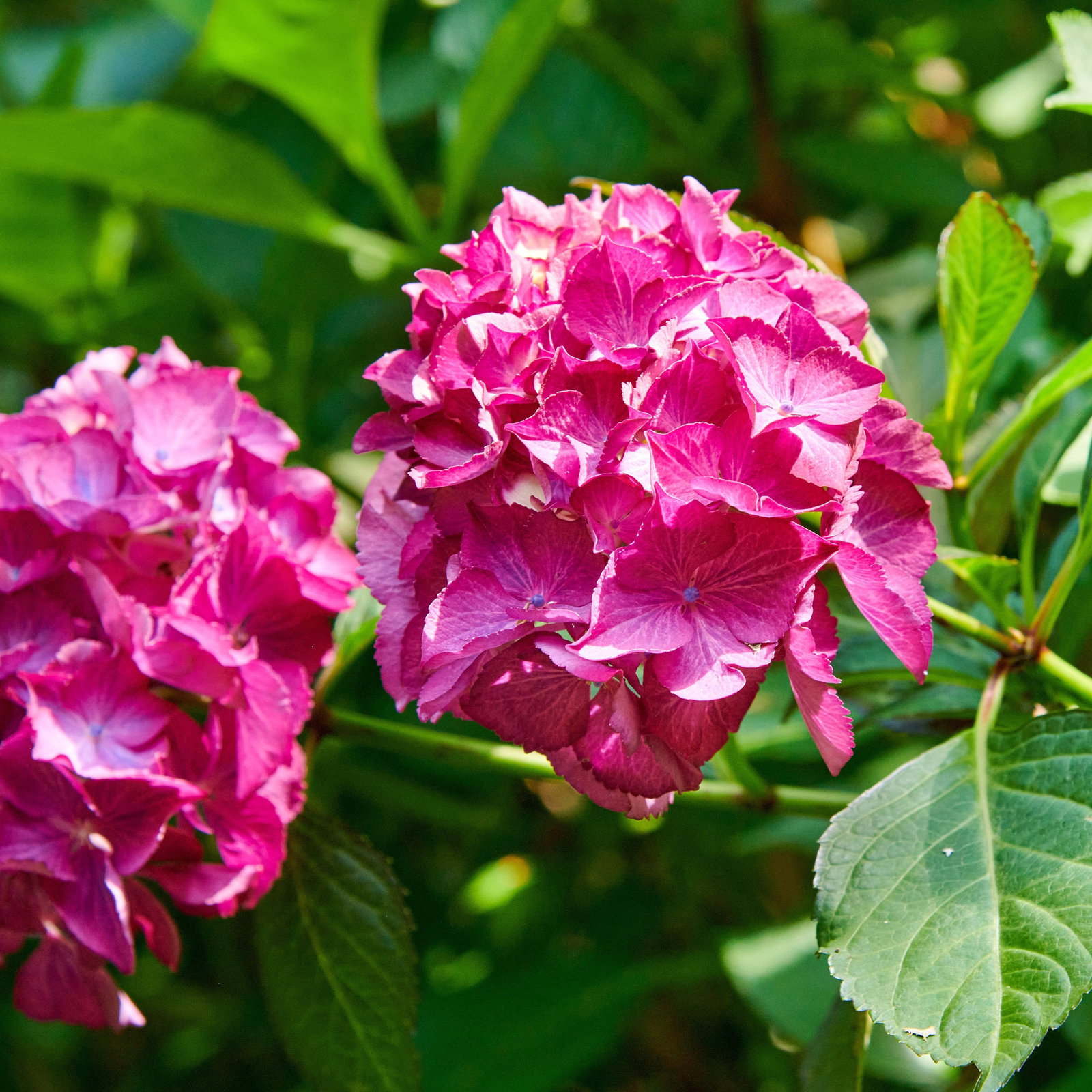 Hortensie Selma - Hydrangea macrophylla Selma günstig kaufen