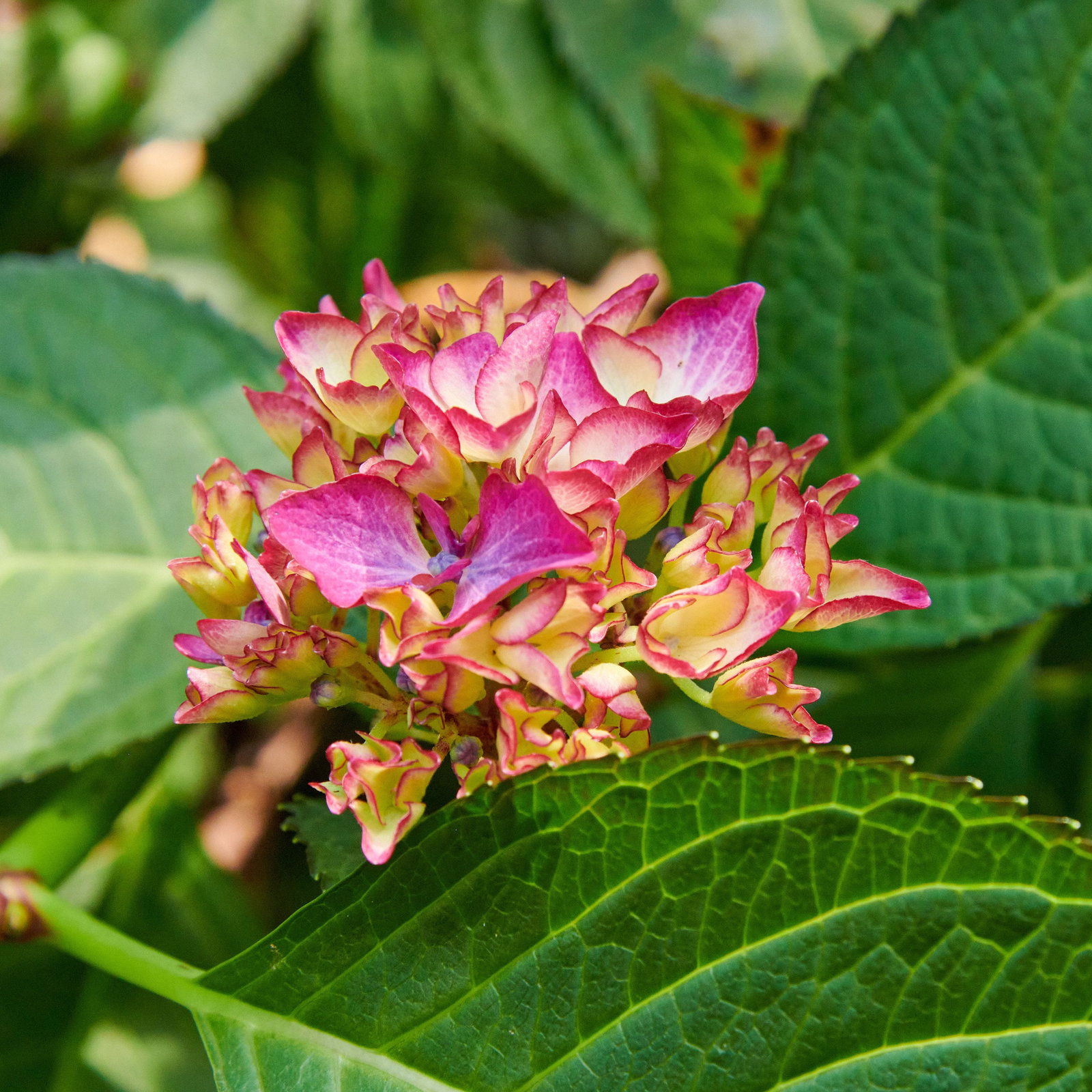 Hortensie Selma - Hydrangea macrophylla Selma günstig kaufen