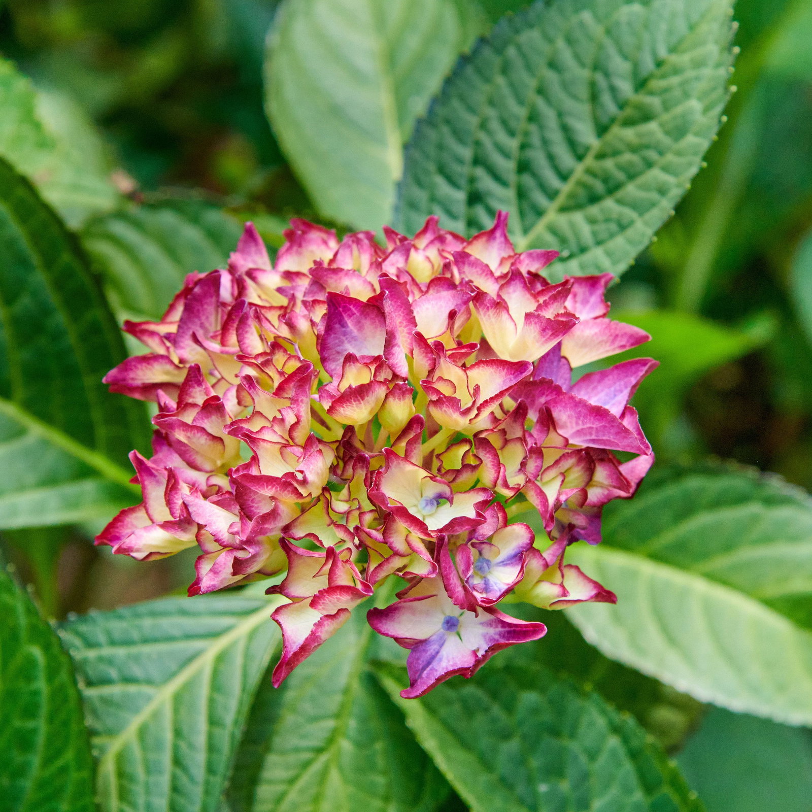 Hortensie Selma - Hydrangea macrophylla Selma günstig kaufen