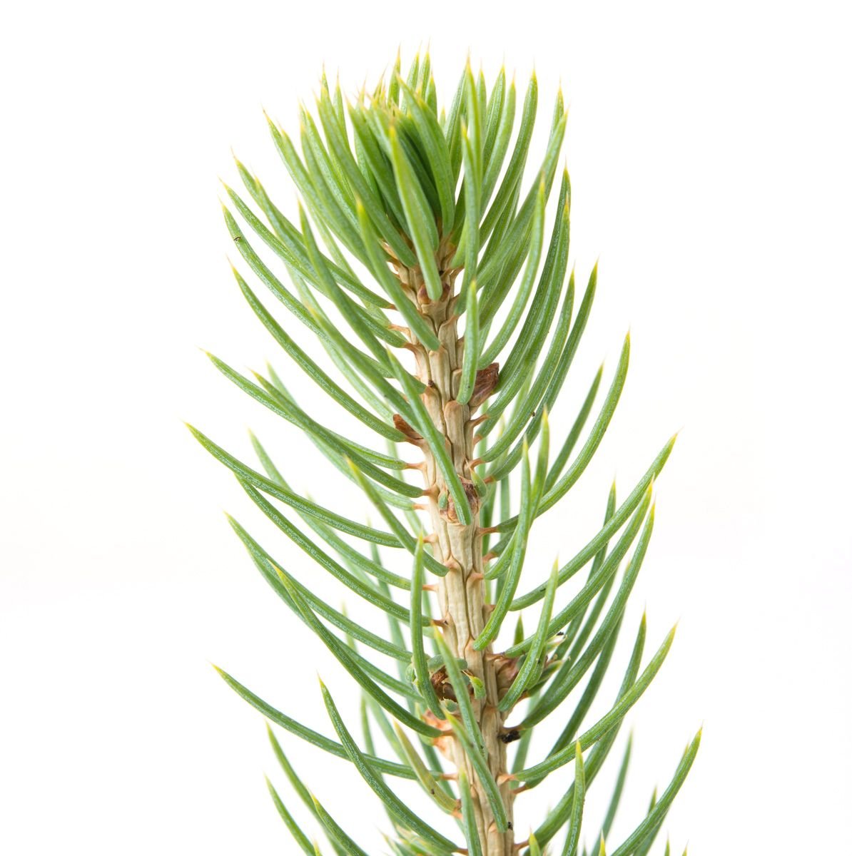 Blaufichte Misty Blue - Picea pungens glauca Misty Blue günstig kaufen