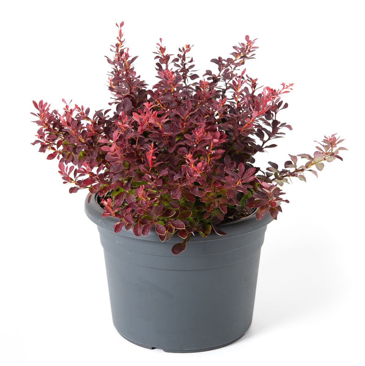 Japanische Berberitze Fireball - Berberis thunbergii Fireball ® günstig ...
