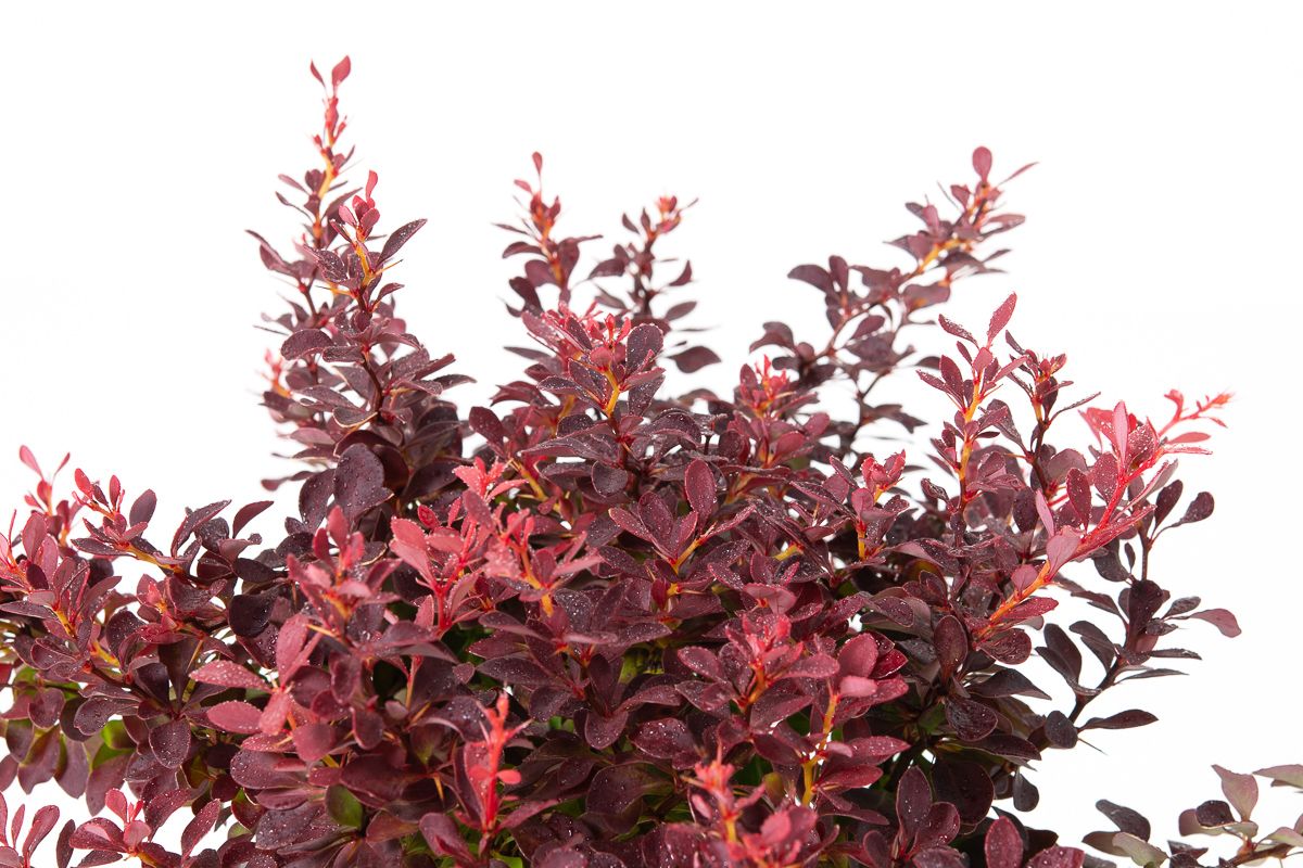 Japanische Berberitze Fireball - Berberis thunbergii Fireball ® günstig ...