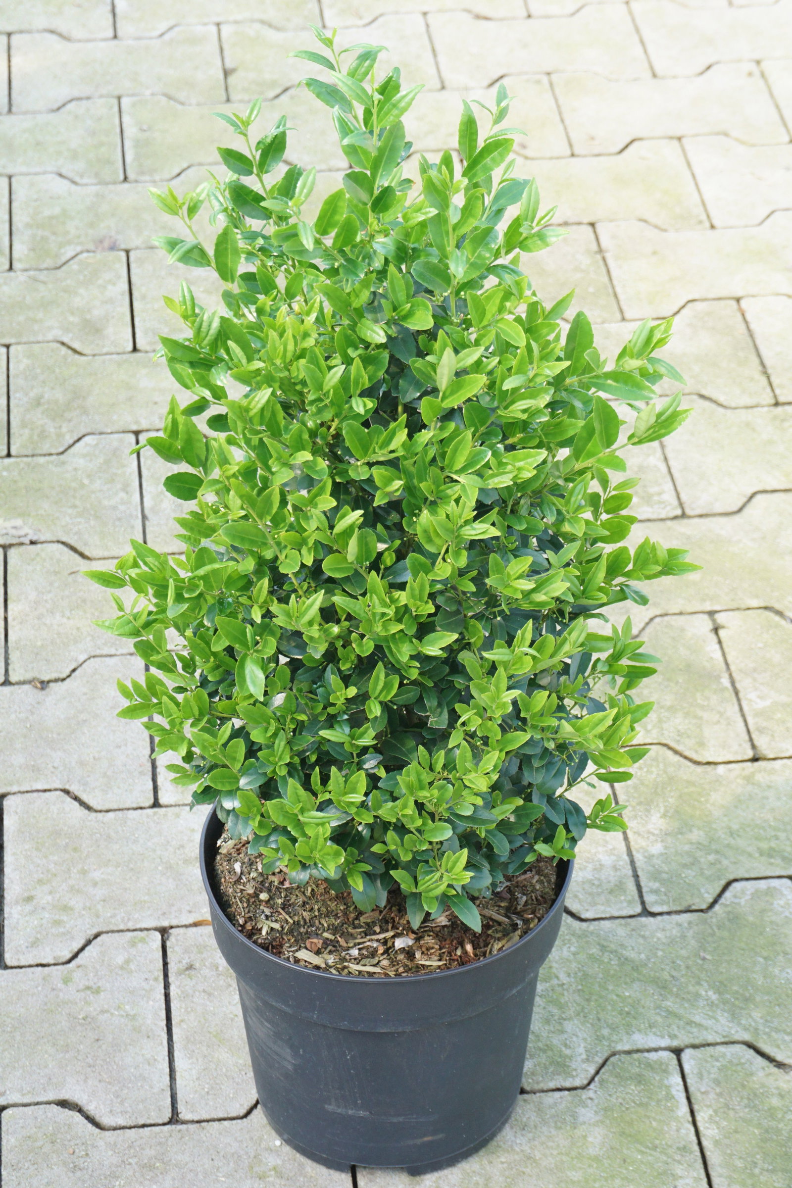 Buchsblättrige Japanische Hülse Colonnade - Ilex crenata Emerald ...