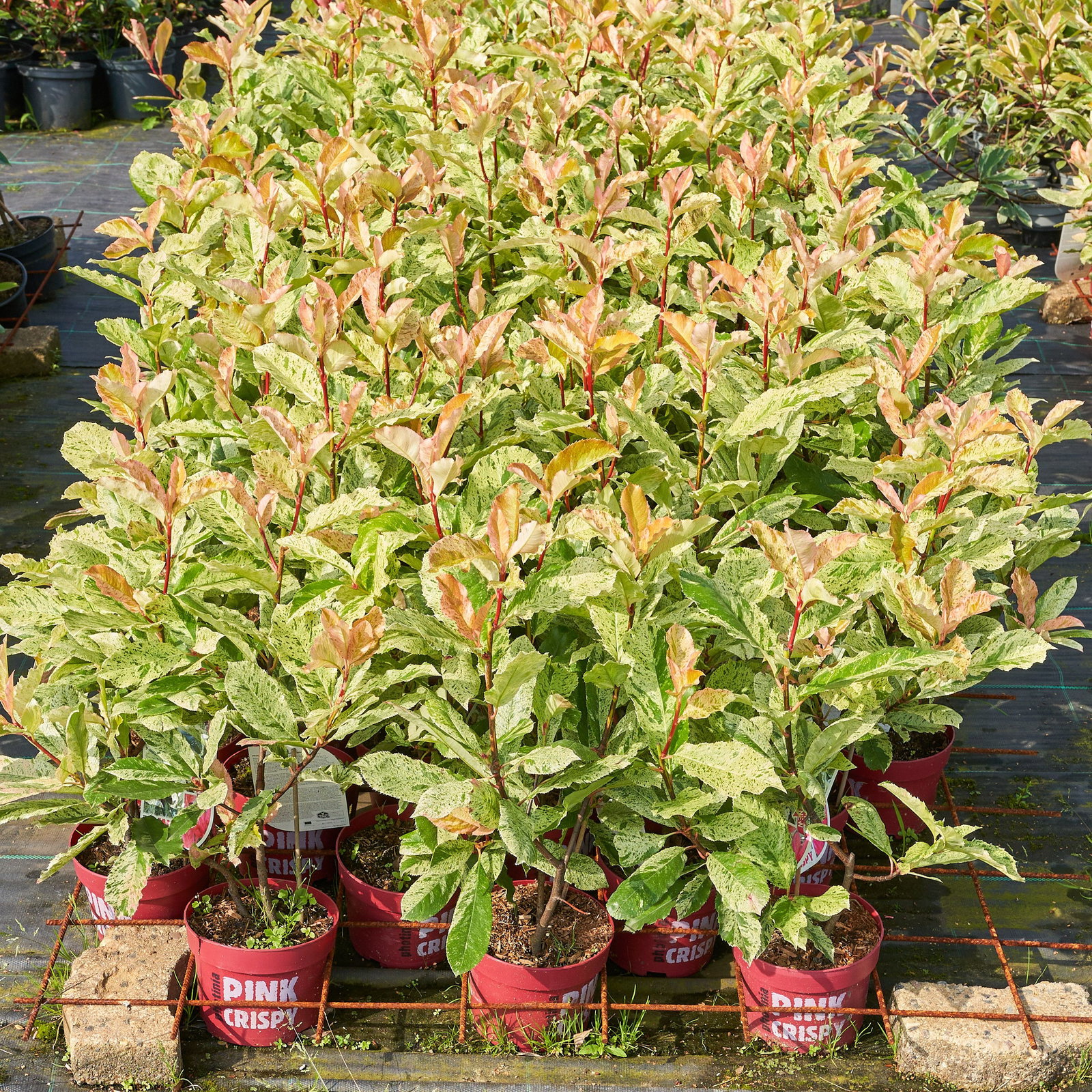 Glanzmispel Pink Crispy® - Photinia serratifolia Pink Crispy® günstig ...