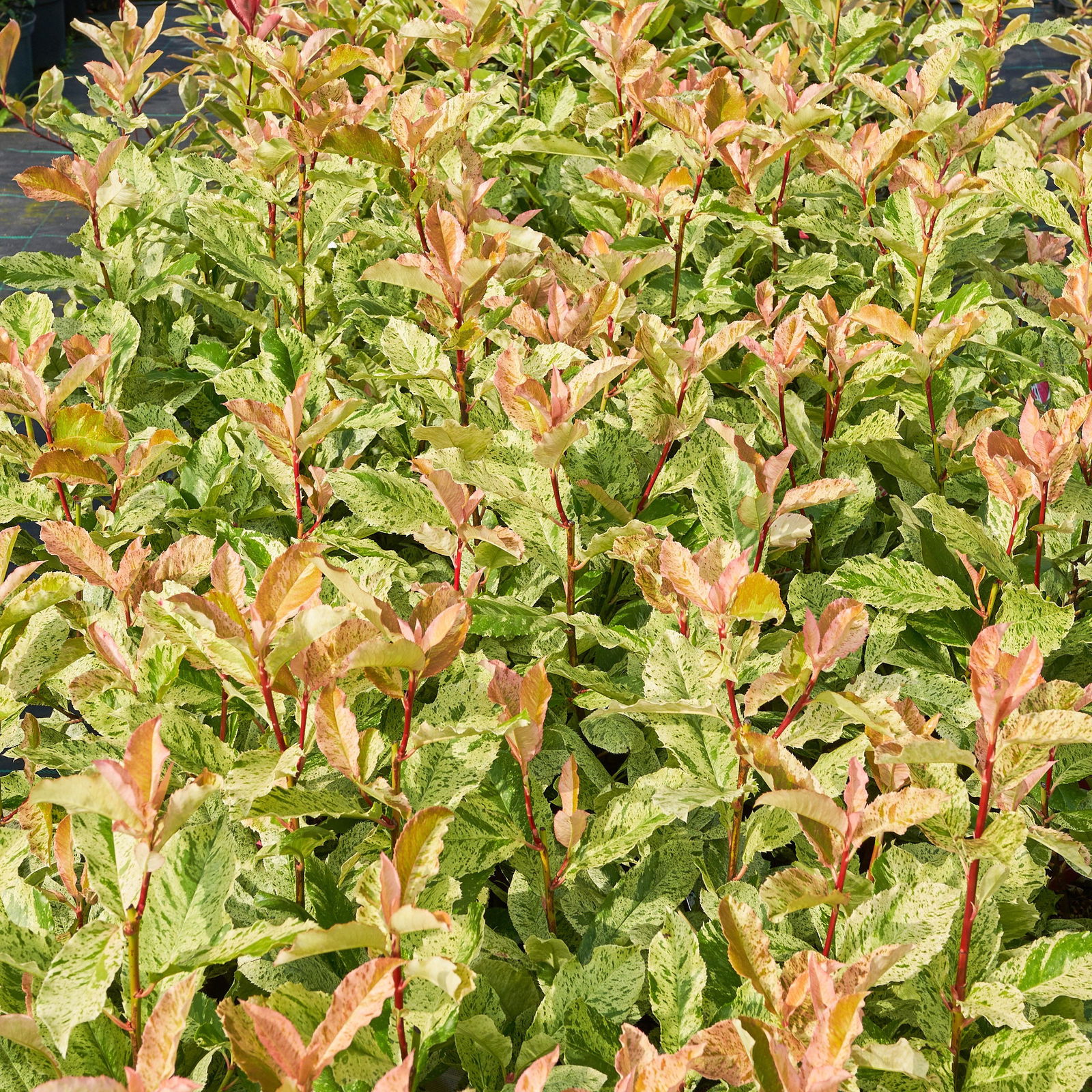 Glanzmispel Pink Crispy® - Photinia serratifolia Pink Crispy® günstig ...