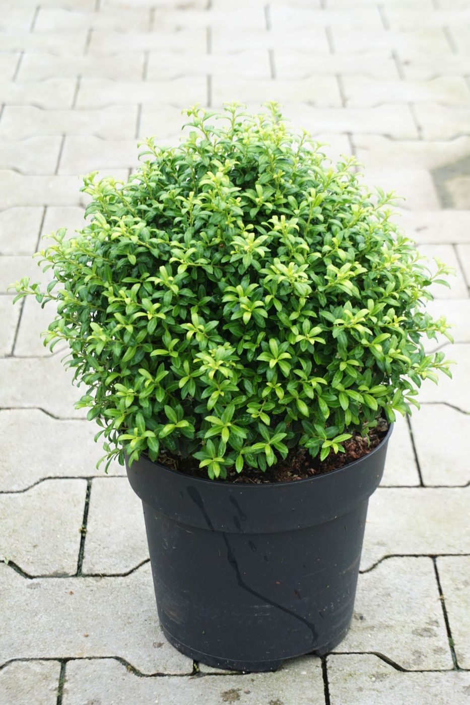 Berg Ilex Soft Touch - Ilex crenata Soft Touch günstig kaufen