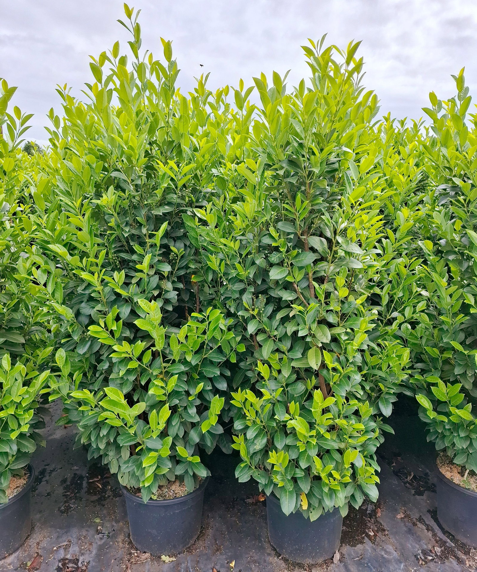 Lorbeer-Kirsche Obelisk - Prunus laurocerasus Obelisk ® günstig kaufen