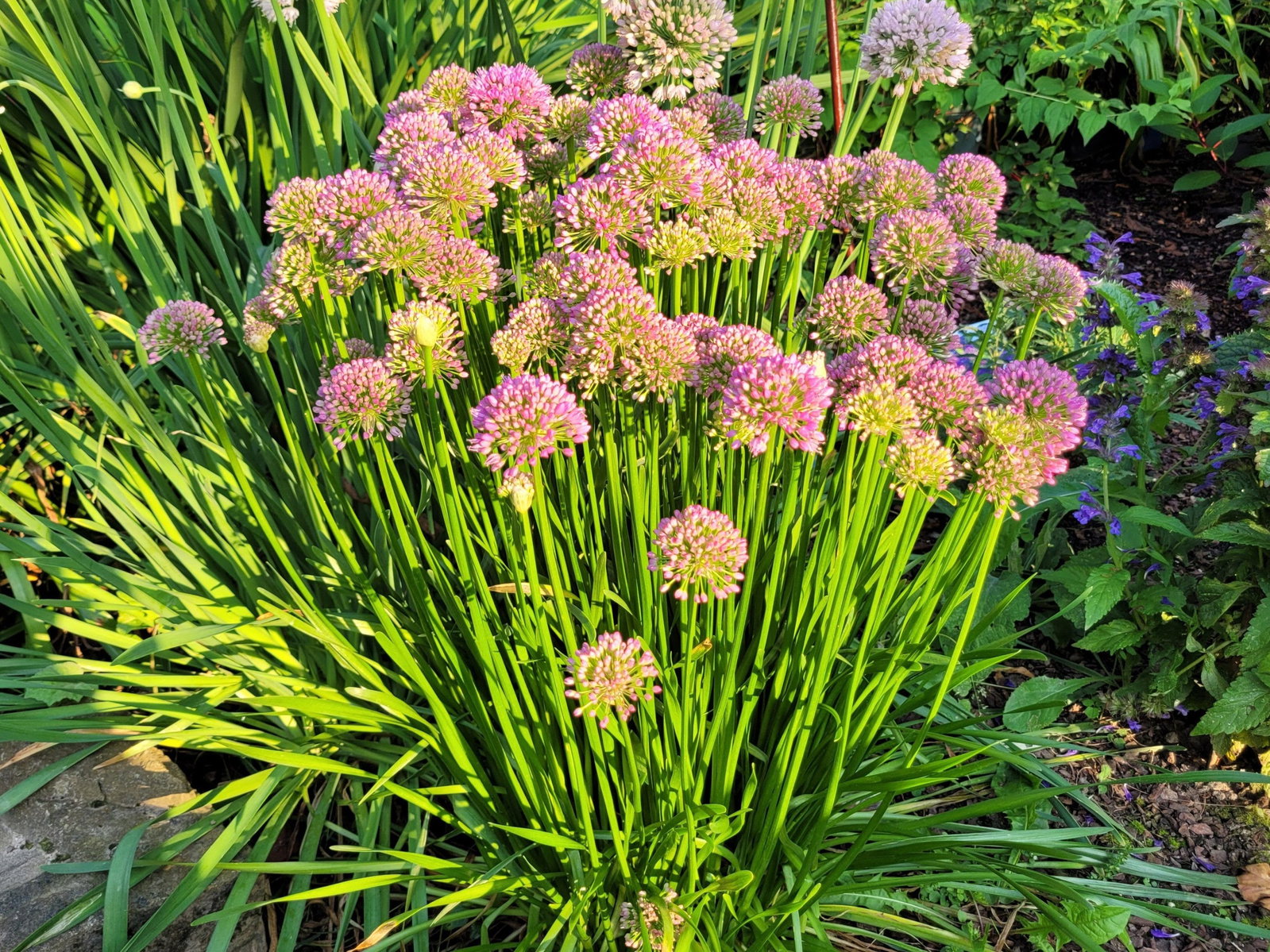 Berg Lauch Millenium - Allium senescens Millenium günstig kaufen