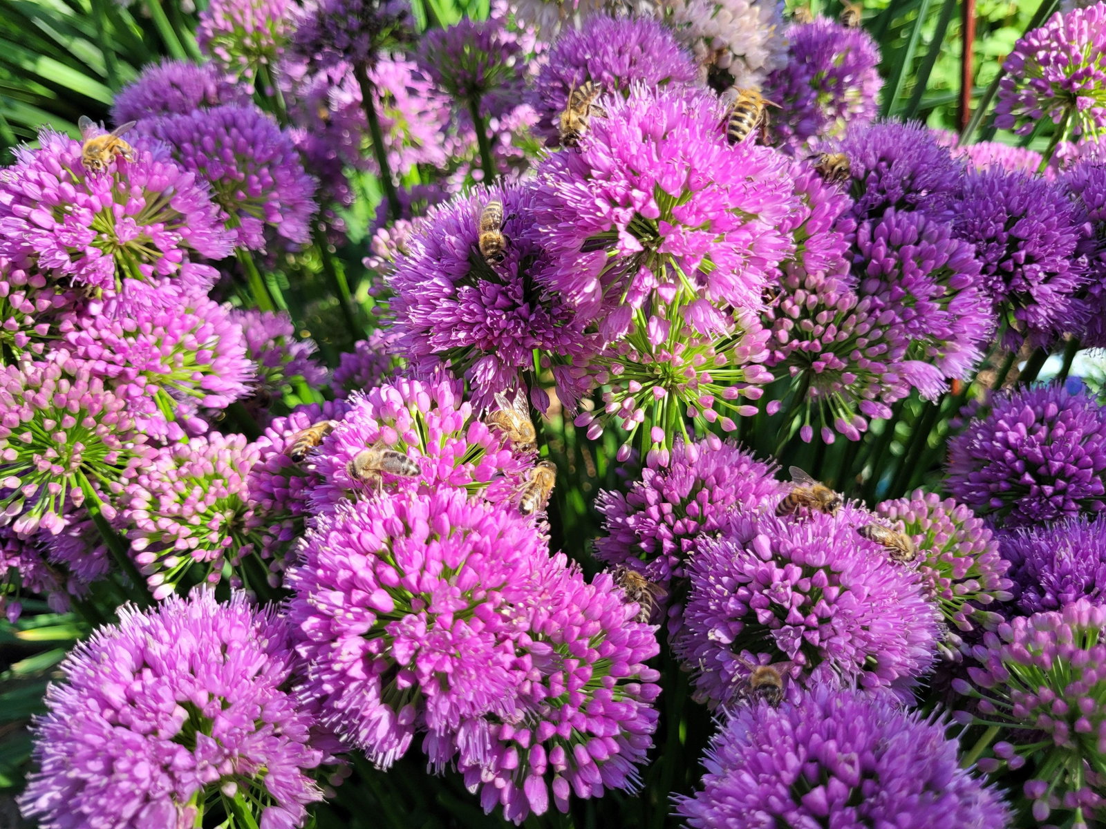 Berg Lauch Millenium - Allium senescens Millenium günstig kaufen