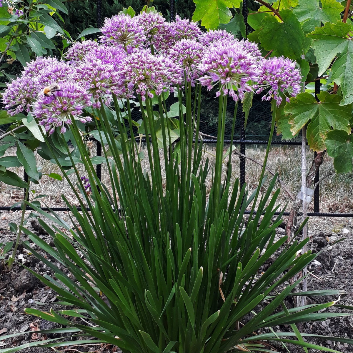 Berg Lauch Millenium - Allium senescens Millenium günstig kaufen