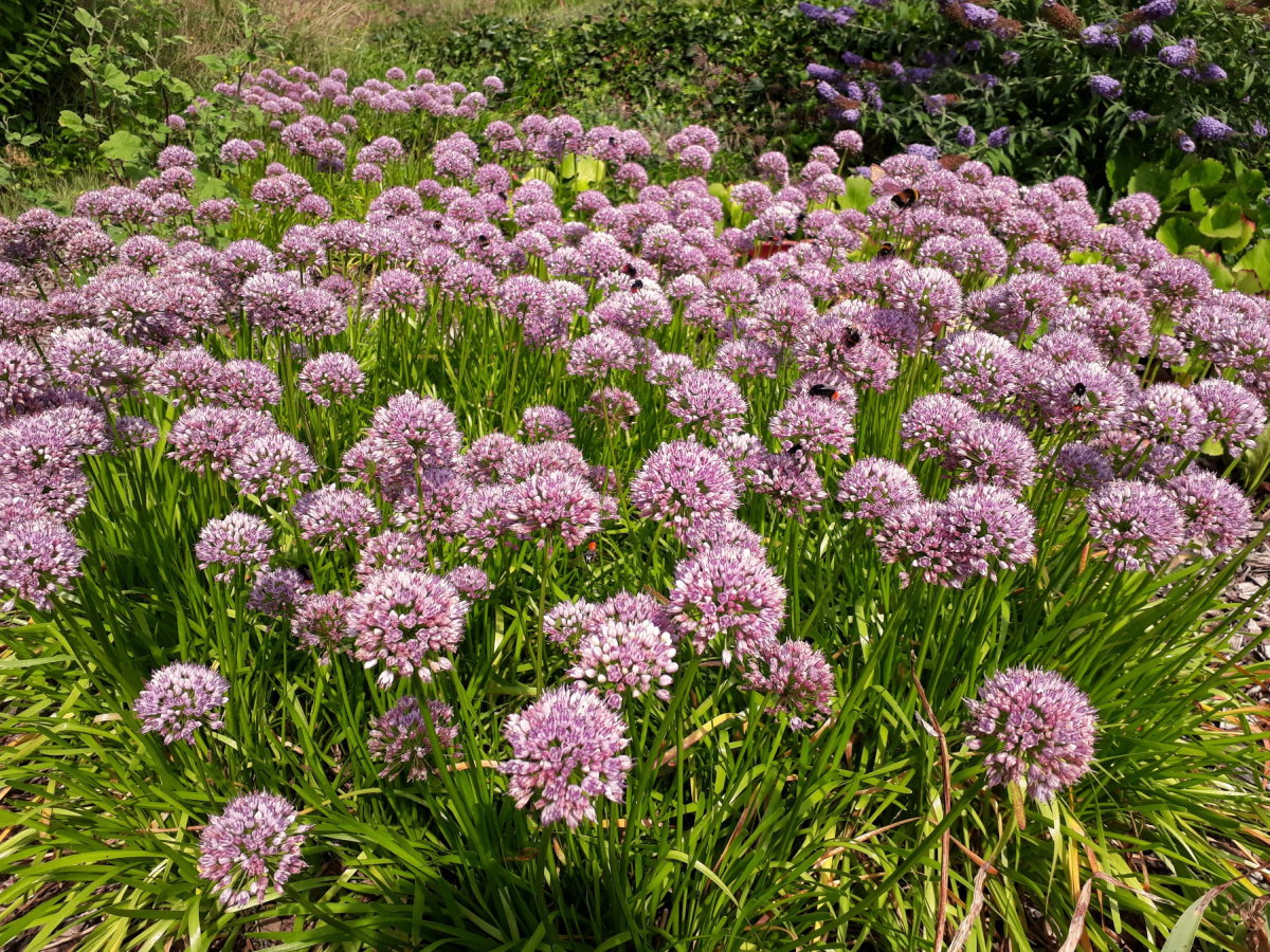 Berg Lauch Millenium - Allium senescens Millenium günstig kaufen