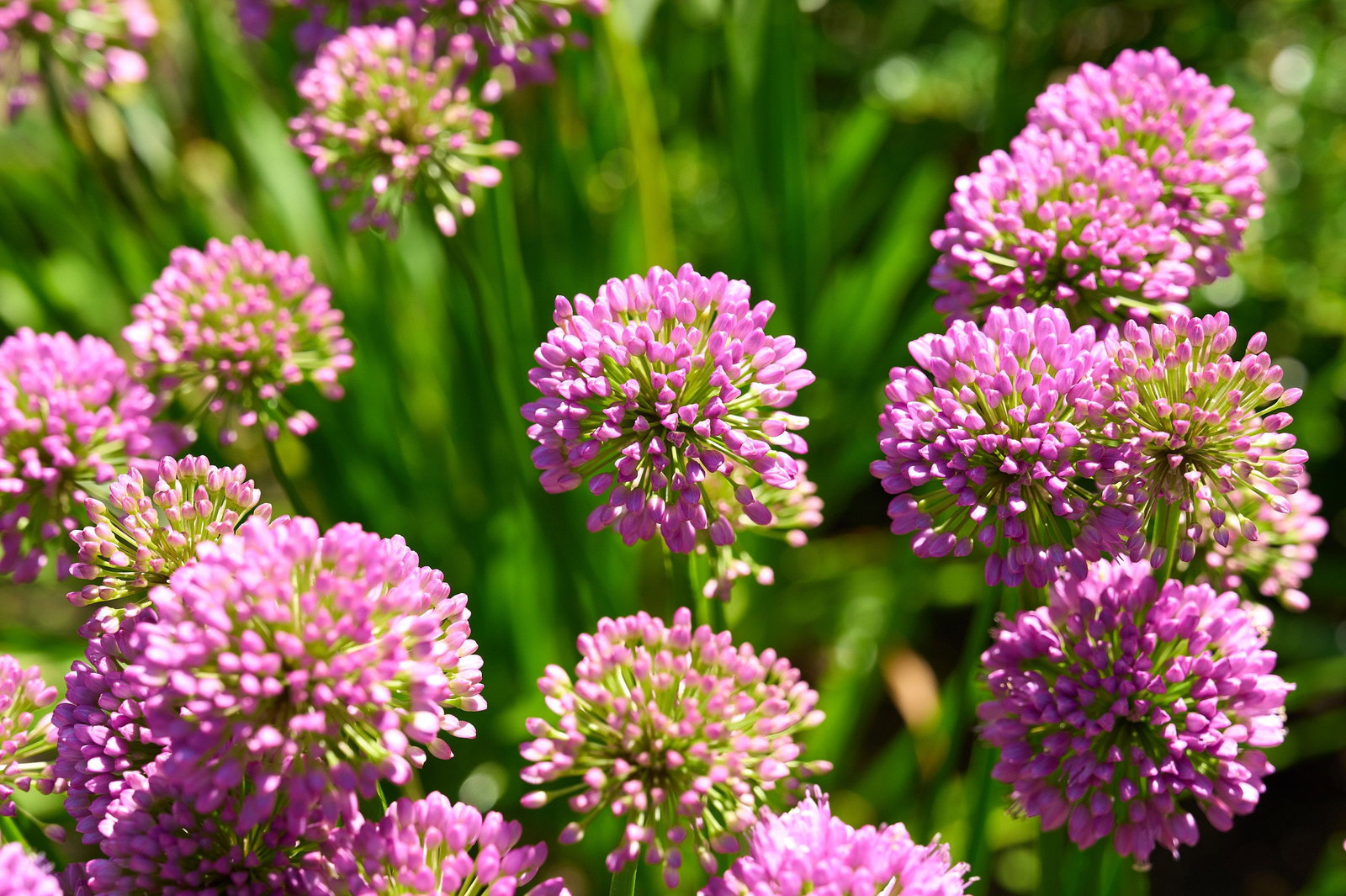 Berg Lauch Millenium - Allium senescens Millenium günstig kaufen