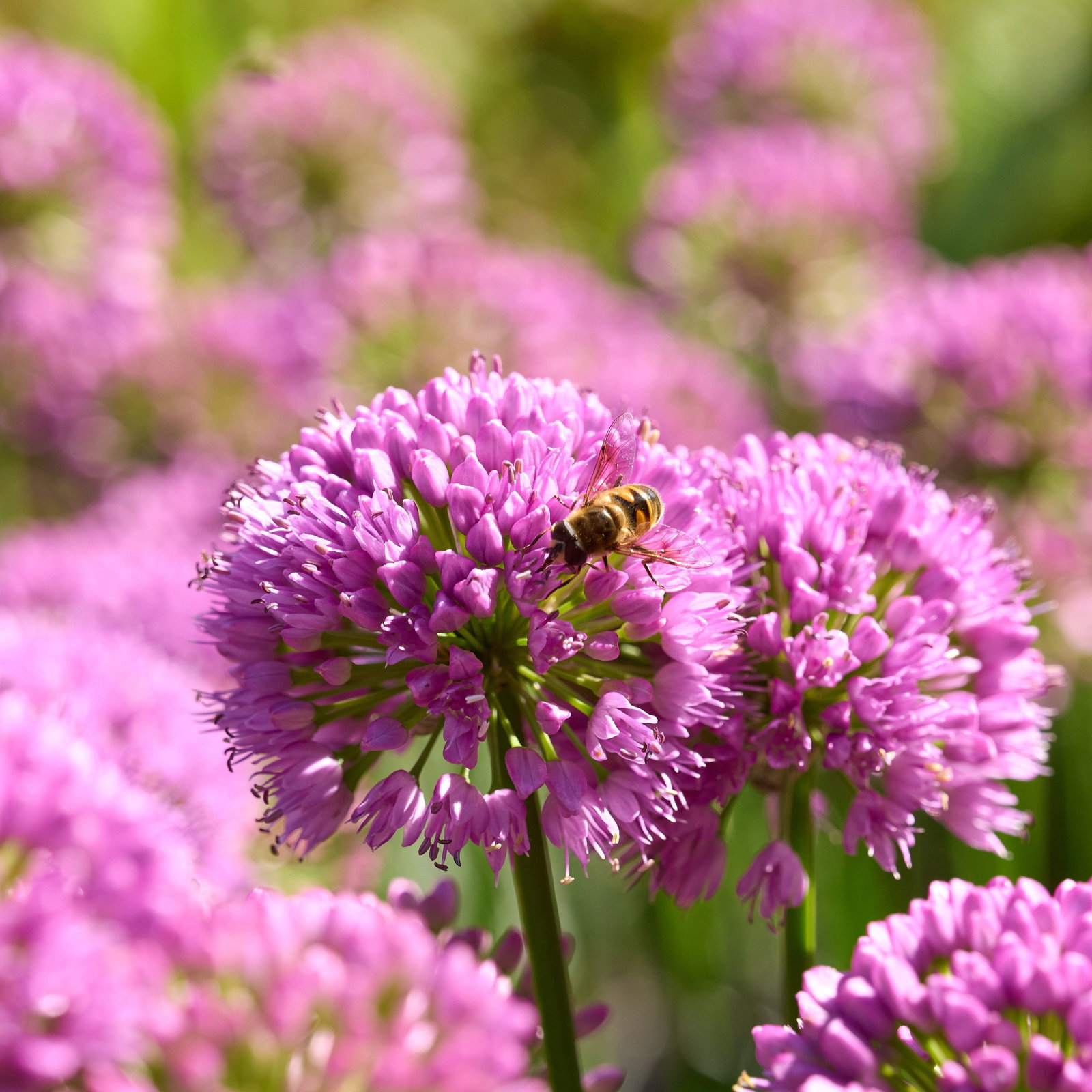 Berg Lauch Millenium - Allium senescens Millenium günstig kaufen