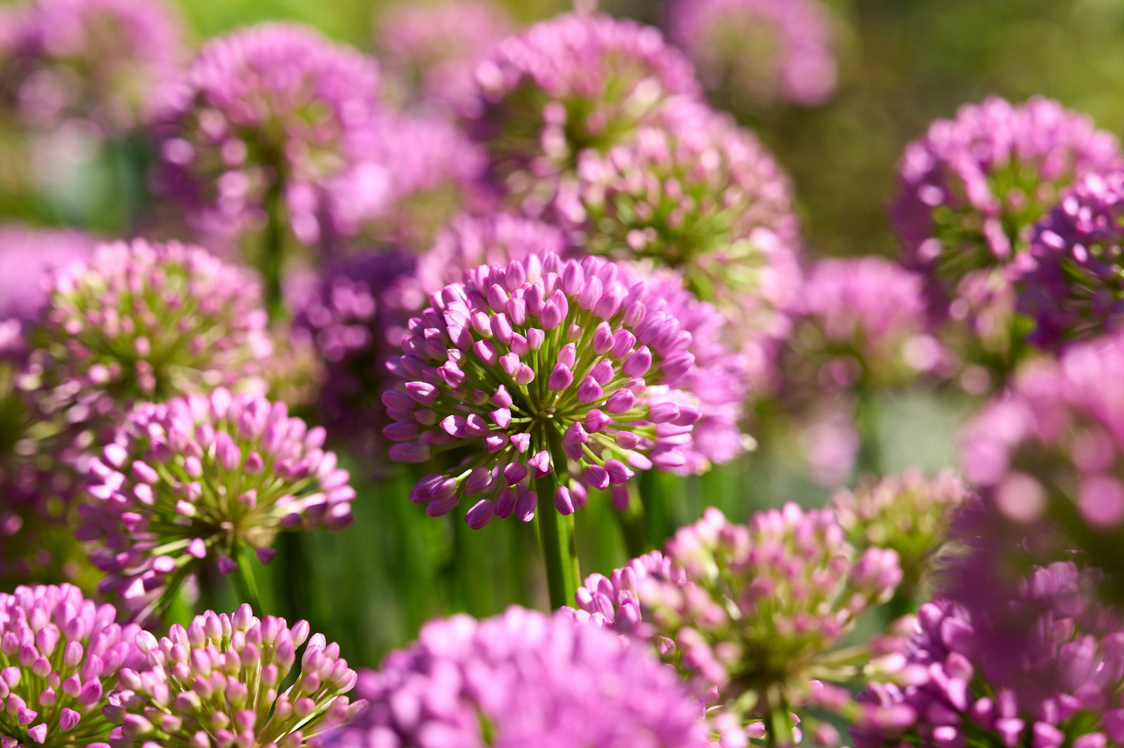 Berg Lauch Millenium - Allium senescens Millenium günstig kaufen