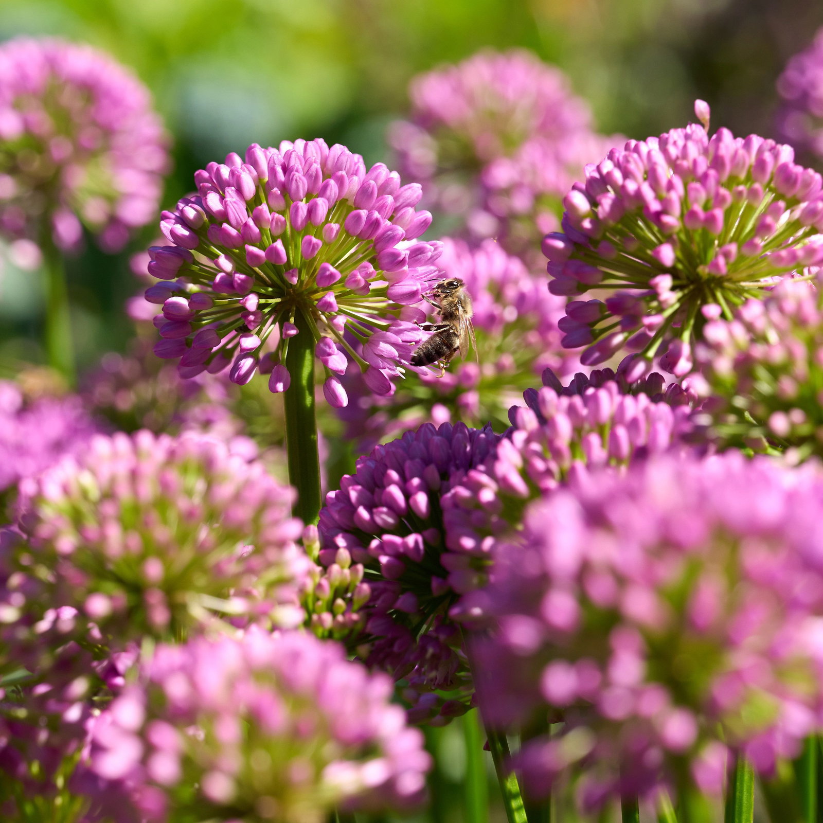 Berg Lauch Millenium - Allium senescens Millenium günstig kaufen