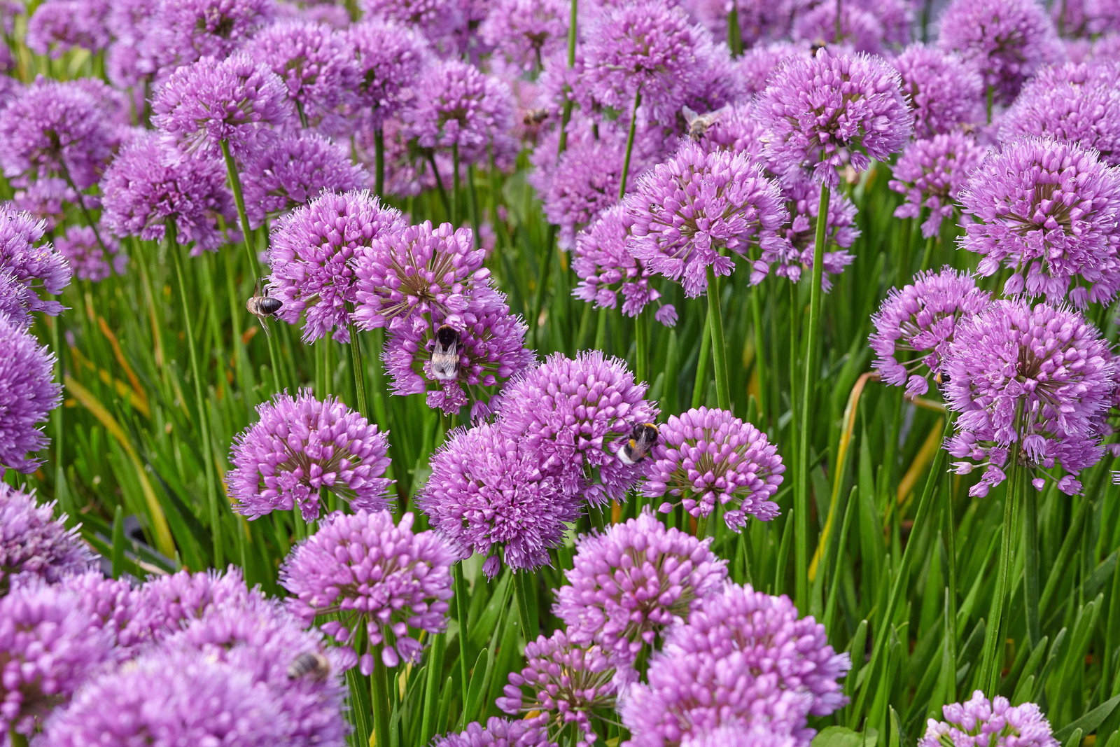 Berg Lauch Millenium - Allium senescens Millenium günstig kaufen