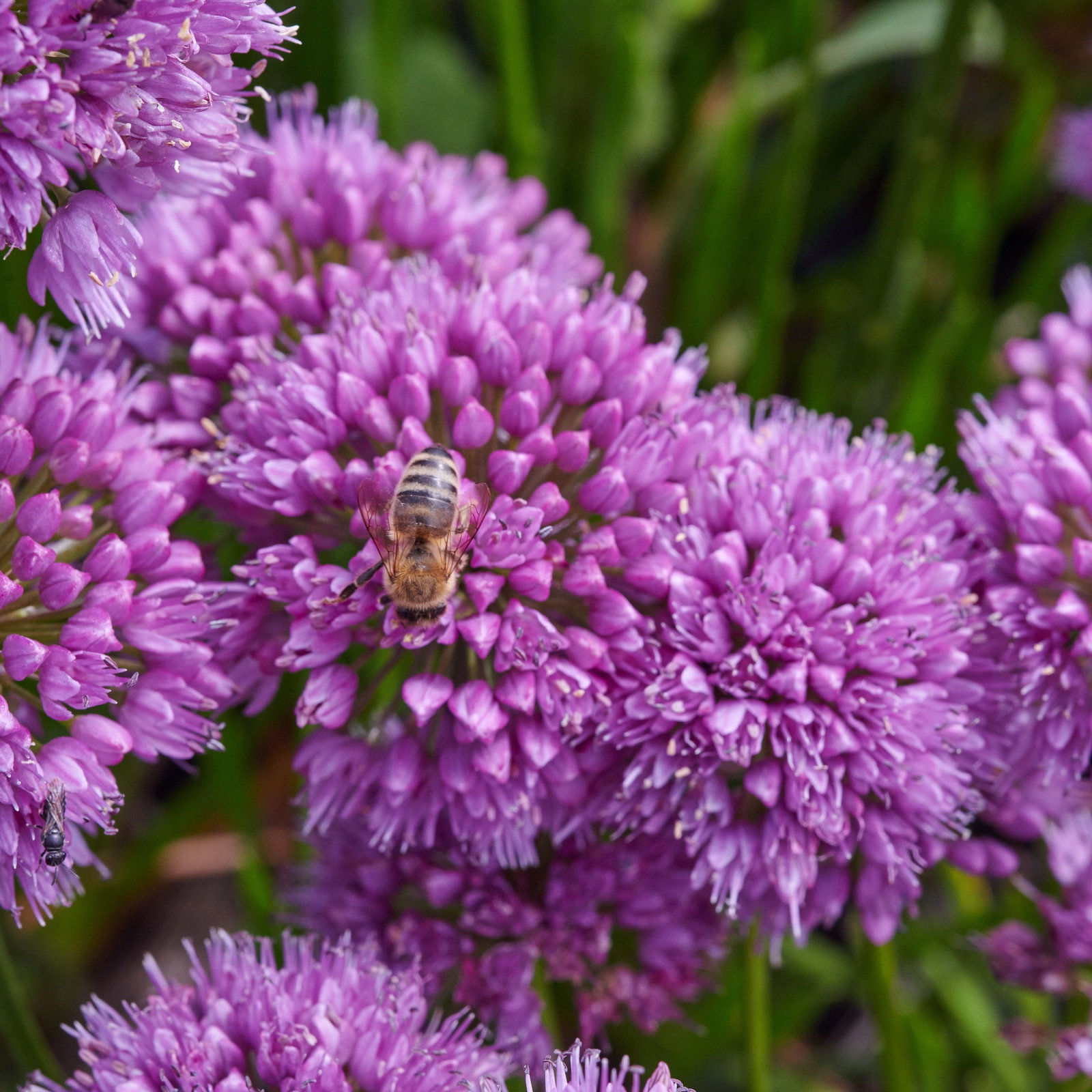 Berg Lauch Millenium - Allium senescens Millenium günstig kaufen