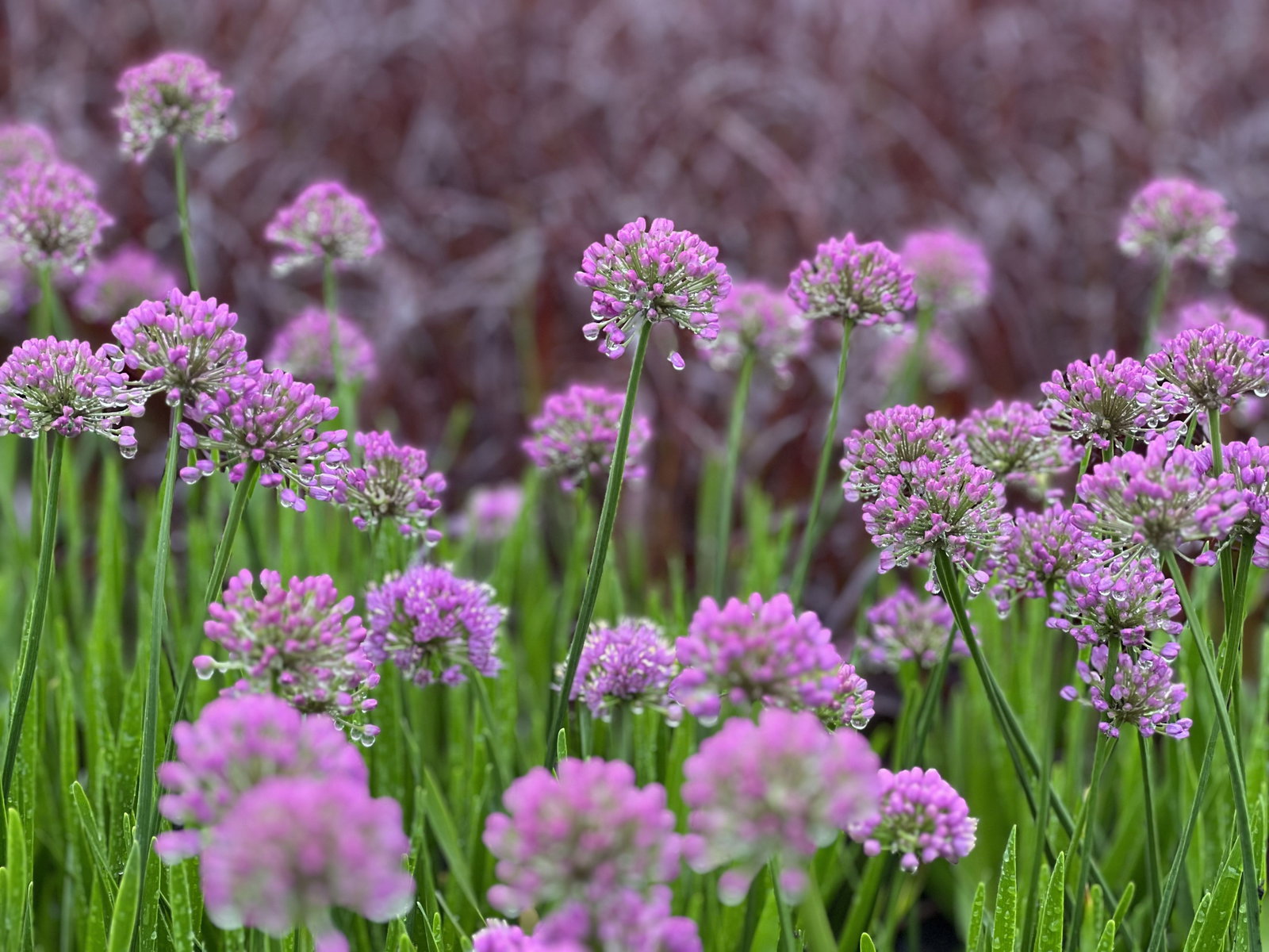 Berg Lauch Millenium - Allium senescens Millenium günstig kaufen
